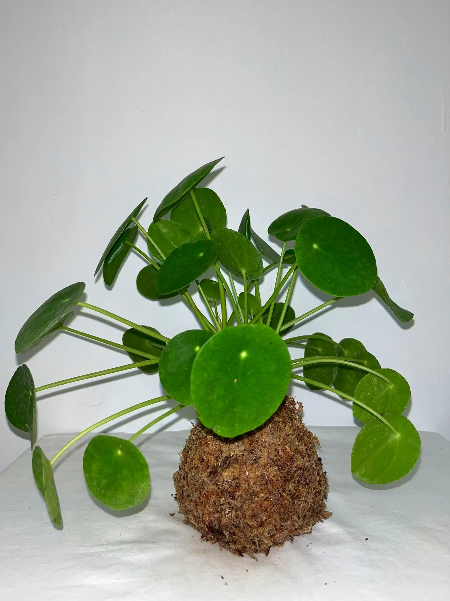Kreative Gardens