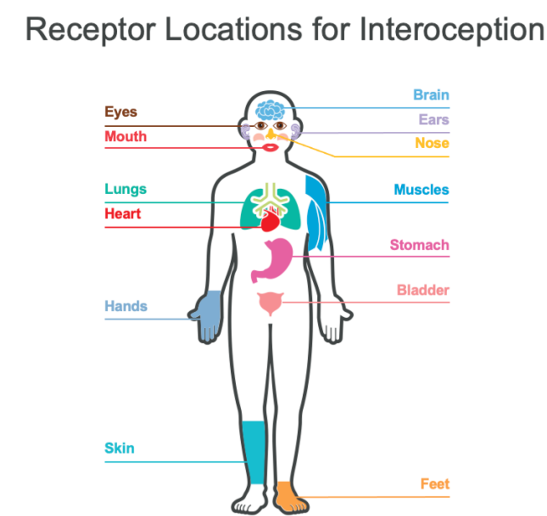 Interoception — Neuro Junction