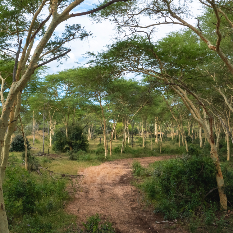 NEWS — Wild Tomorrow