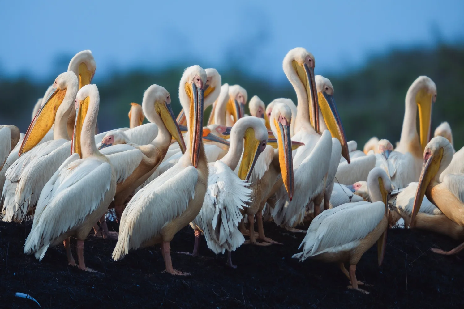 PELICAN FRENZY: ANATOMY OF THE GREAT WHITE PELICAN — Wild Tomorrow