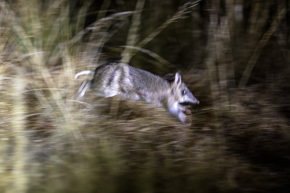 HOPE FOR THE FUTURE: INSIGHTS FROM SIMON MUSTOE — Wild Tomorrow