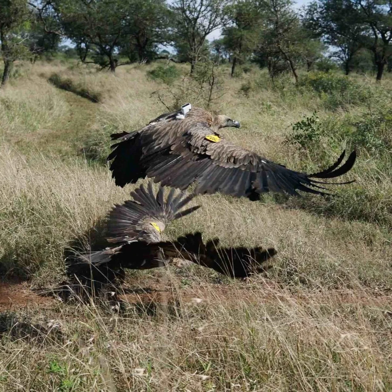 PROTECT ALL ANIMALS — Wild Tomorrow