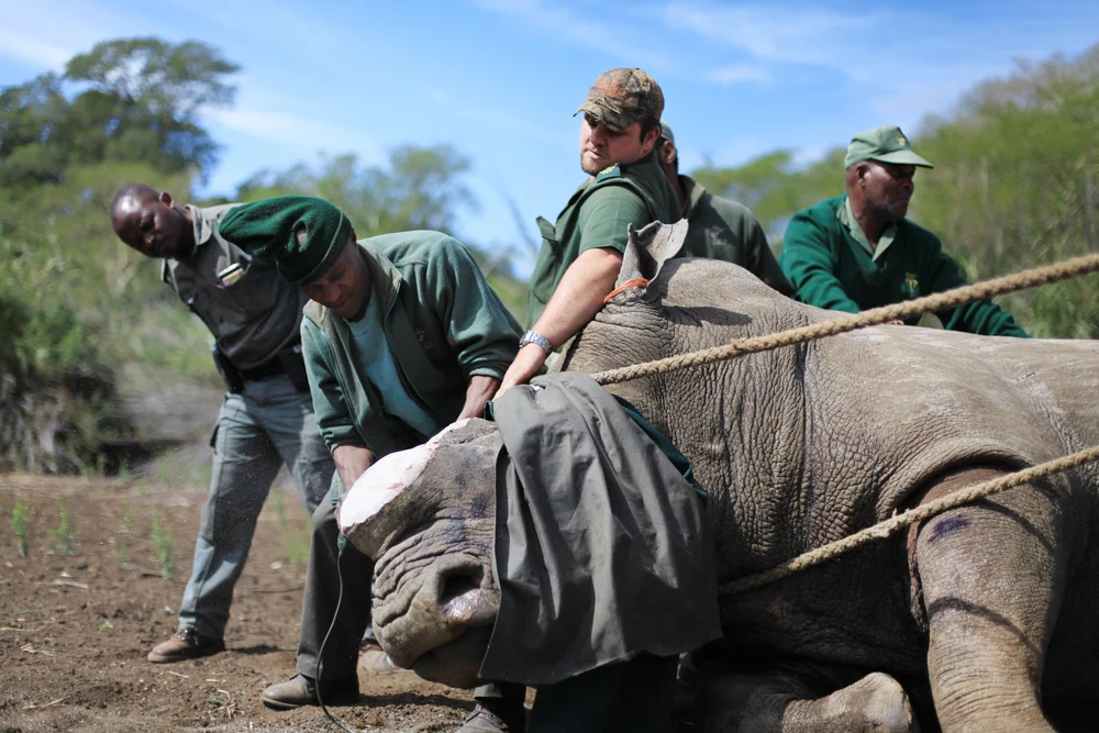 Saving Wildlife — Wild Tomorrow