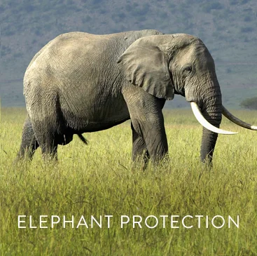 PROTECT ELEPHANTS — Wild Tomorrow