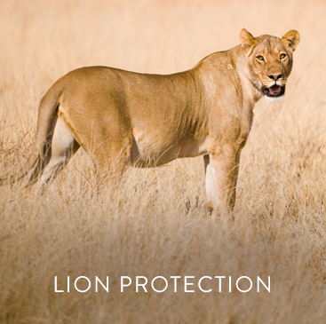 PROTECT LIONS — Wild Tomorrow