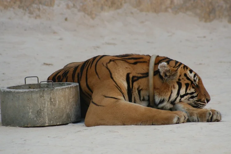 TIGER KING: LET’S TALK ABOUT THE TIGERS — Wild Tomorrow