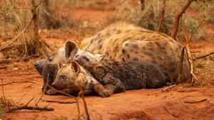 10 AMAZING FACTS ABOUT HYENA — Wild Tomorrow