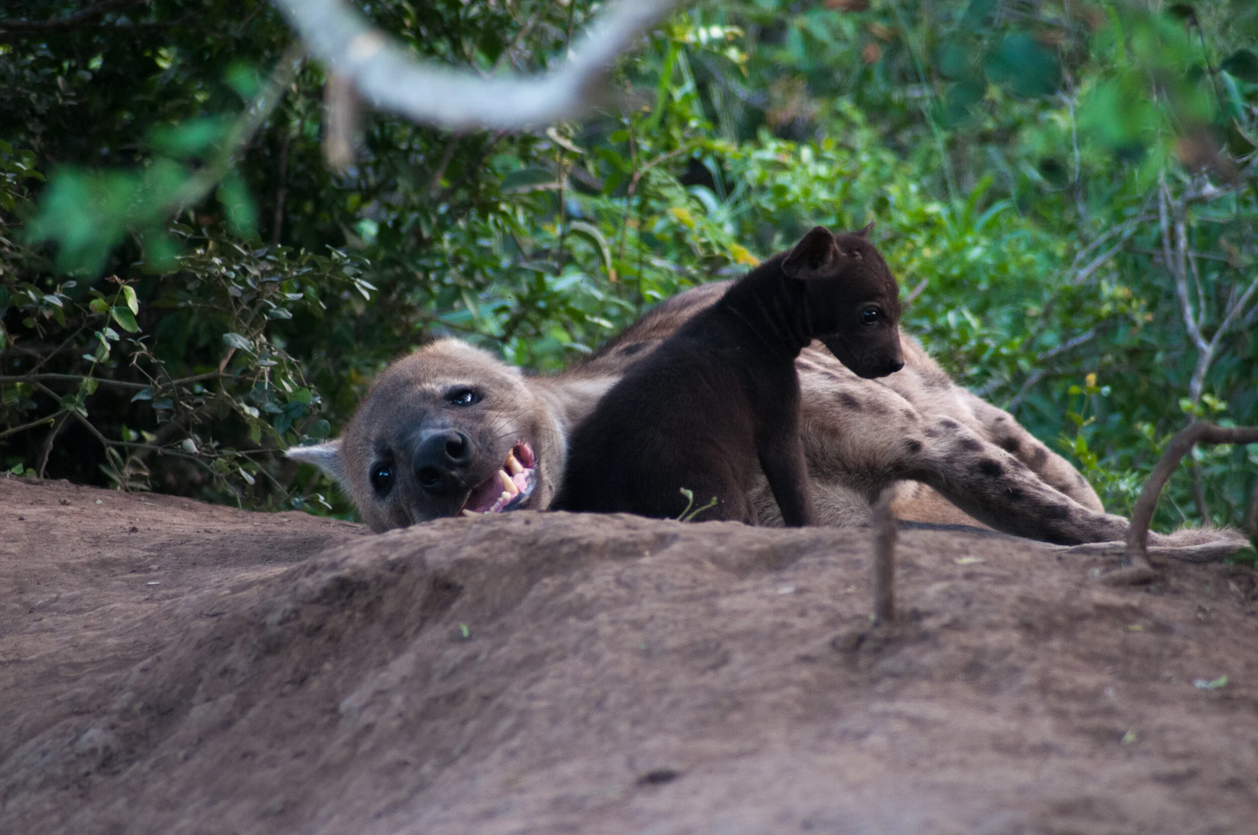10 AMAZING FACTS ABOUT HYENA — Wild Tomorrow