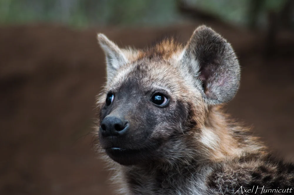 10 AMAZING FACTS ABOUT HYENA — Wild Tomorrow