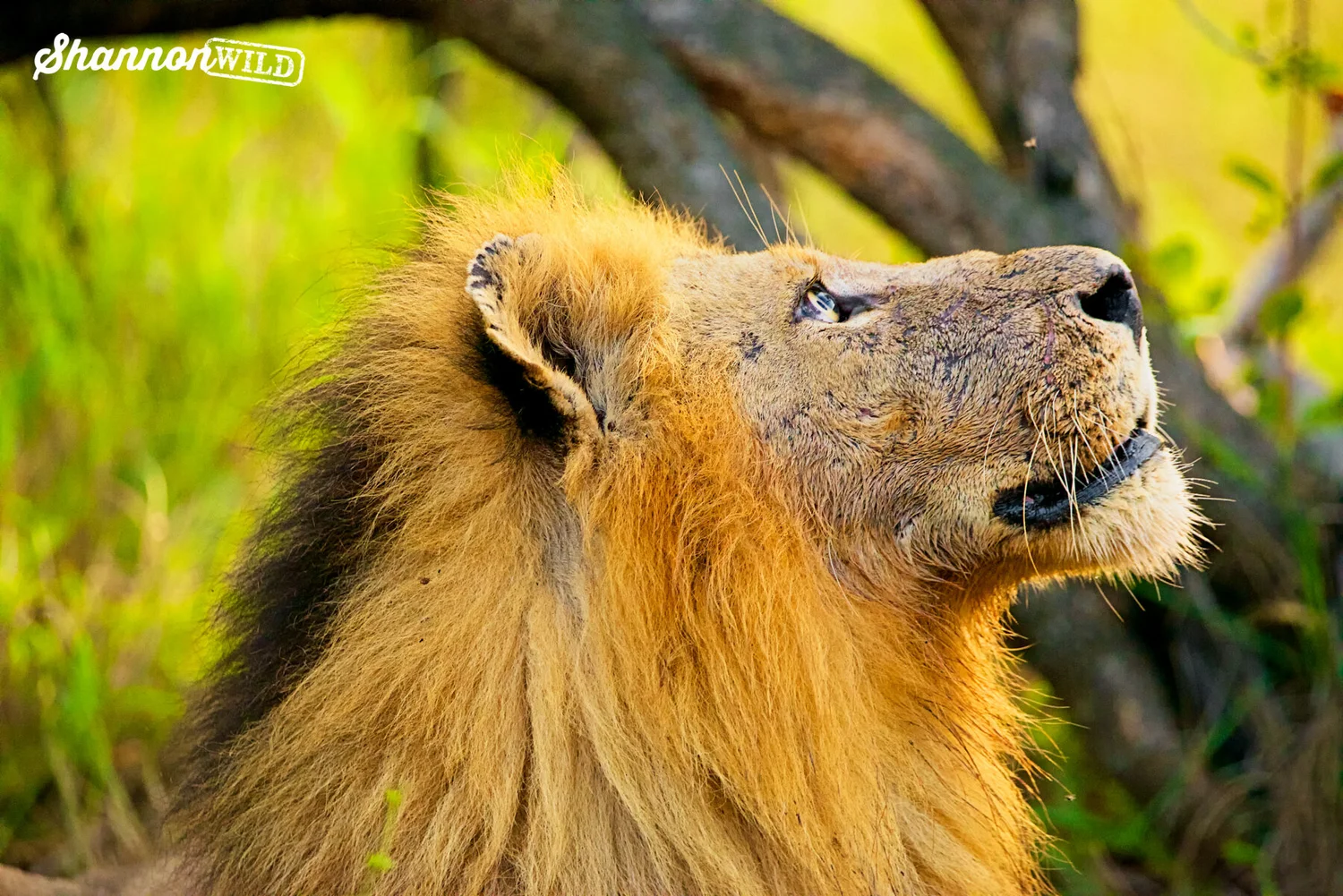 CECIL THE LION: FIVE YEARS ON — Wild Tomorrow