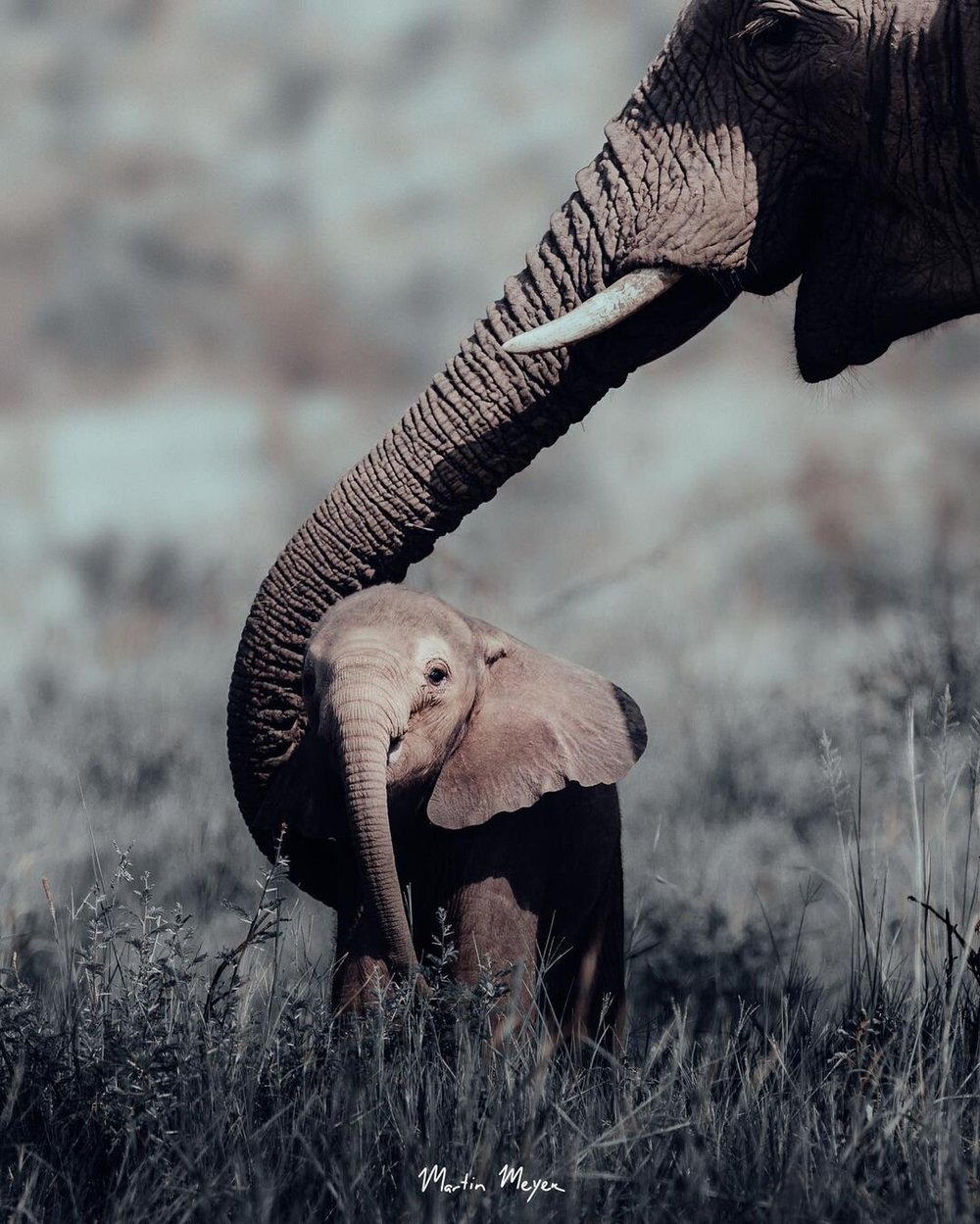 ELEPHANT CONNECTIONS — Wild Tomorrow