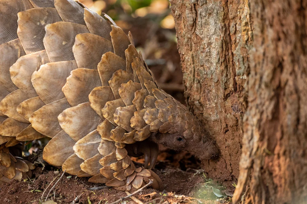 PANGOLIN CONSERVATION SUPPORT — Wild Tomorrow