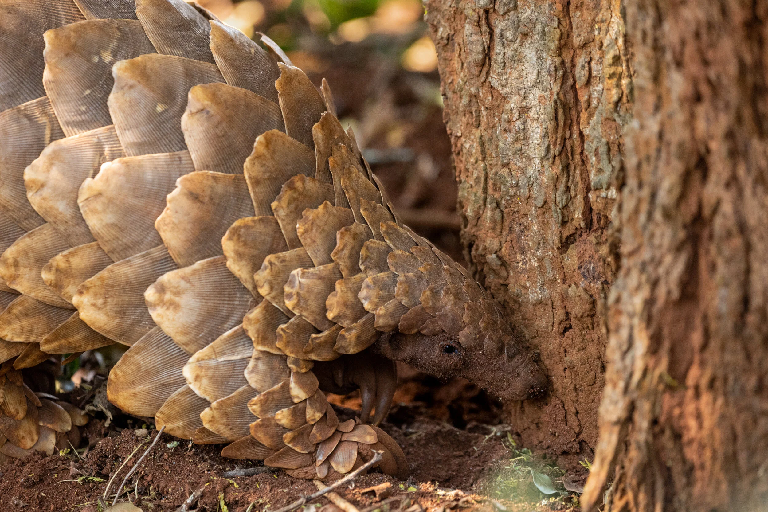PANGOLIN CONSERVATION SUPPORT — Wild Tomorrow