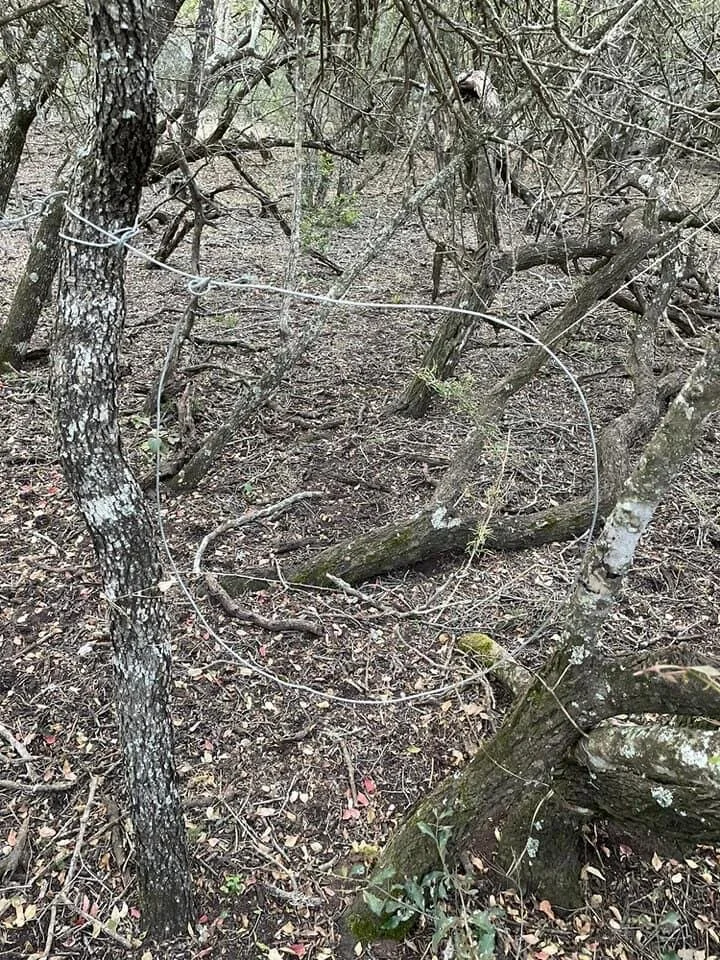 SNARE SWEEP TEAM SUCCESS — Wild Tomorrow