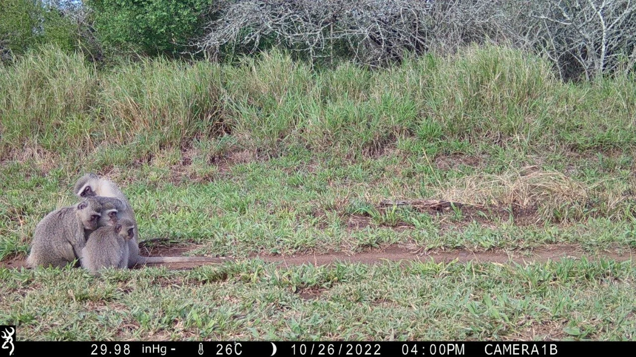 LEOPARD SURVEY LAUNCHED AT UKUWELA — Wild Tomorrow Fund