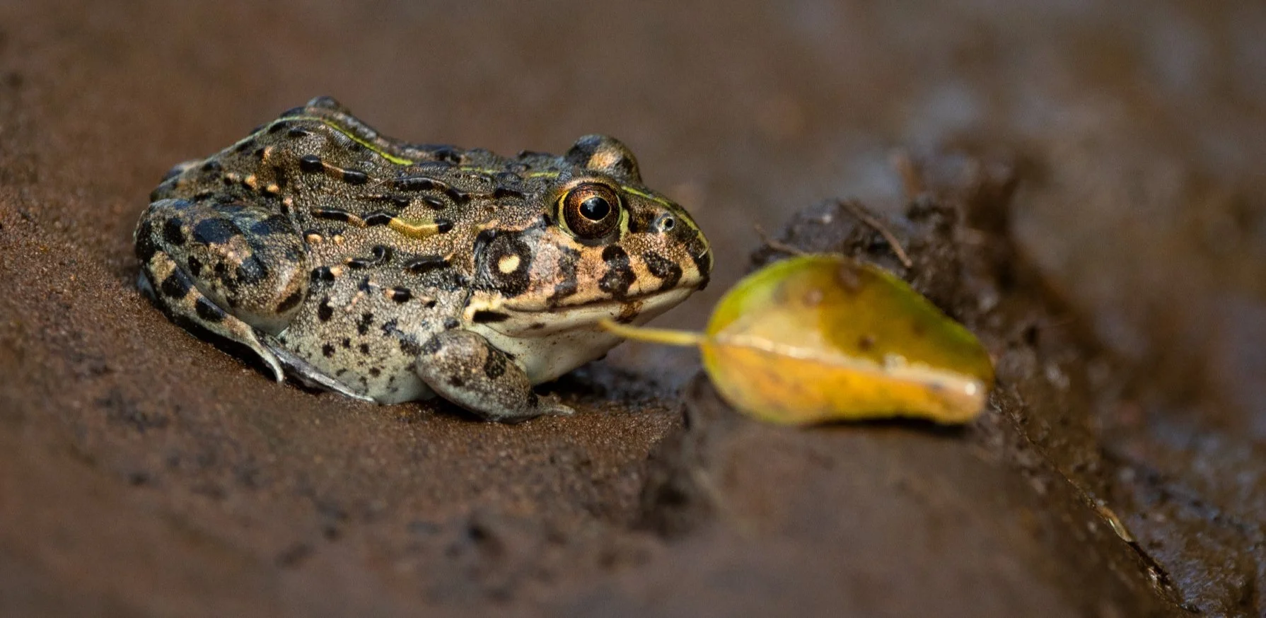 THE AFRICAN BULLFROG: AN IMPORTANT RAINY-DAY RESIDENT AT UKUWELA — Wild Tomorrow