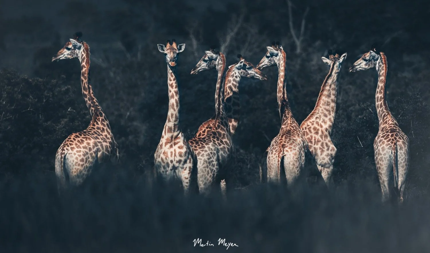 WORLD GIRAFFE DAY: IT’S TIME TO STICK YOUR NECK OUT FOR THEM — Wild ...