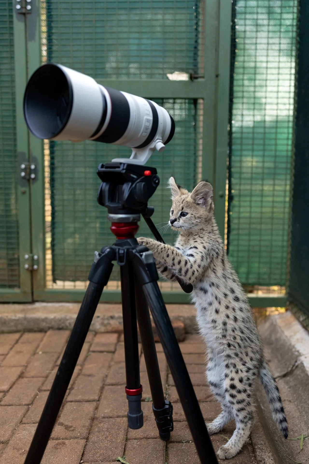 SERVALS OF UKUWELA - A JOURNEY BACK TO THE WILD — Wild Tomorrow