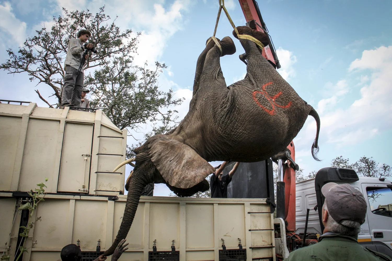 WILDLIFE CORRIDORS: SAFE CONNECTED SPACE FOR ELEPHANTS — Wild Tomorrow