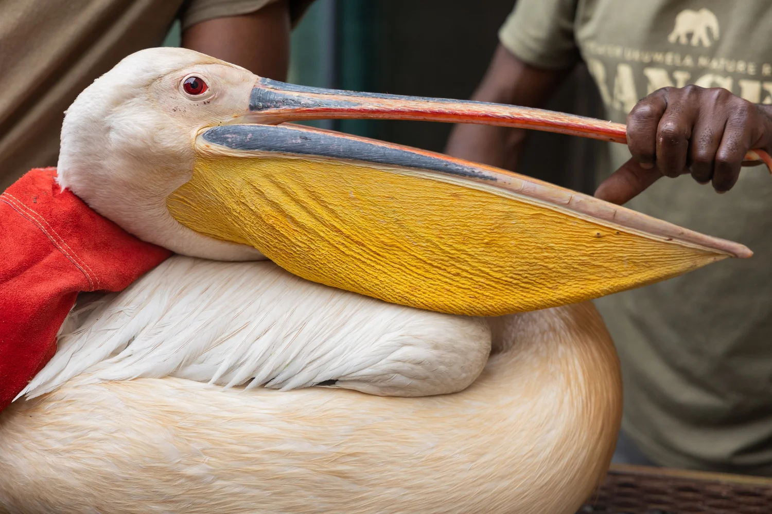 PELICAN FRENZY: ANATOMY OF THE GREAT WHITE PELICAN — Wild Tomorrow
