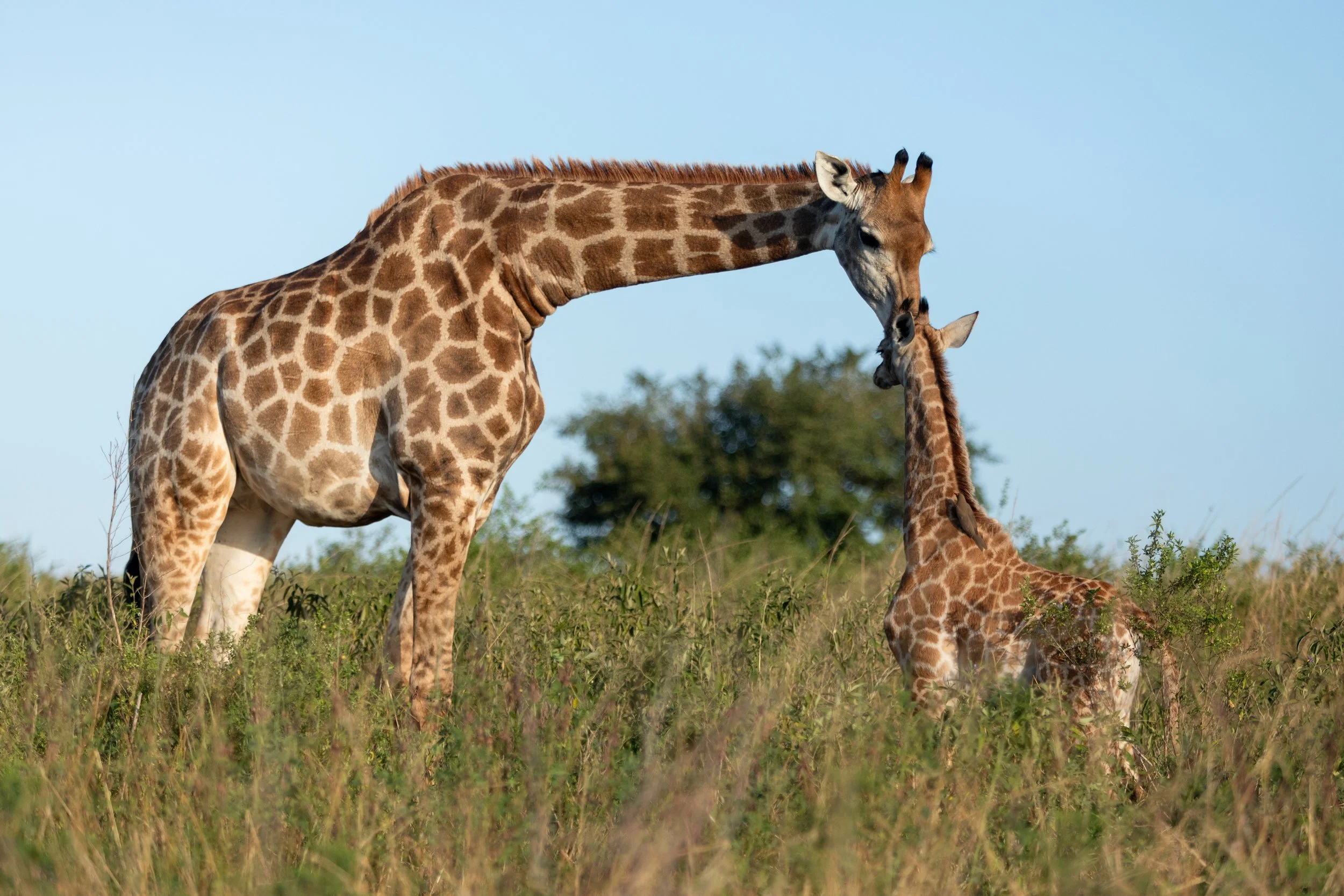 GIRAFFE BABYSITTING — Wild Tomorrow