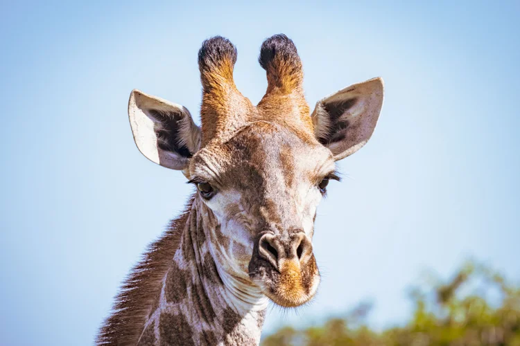Giraffe Conservation — Wild Tomorrow