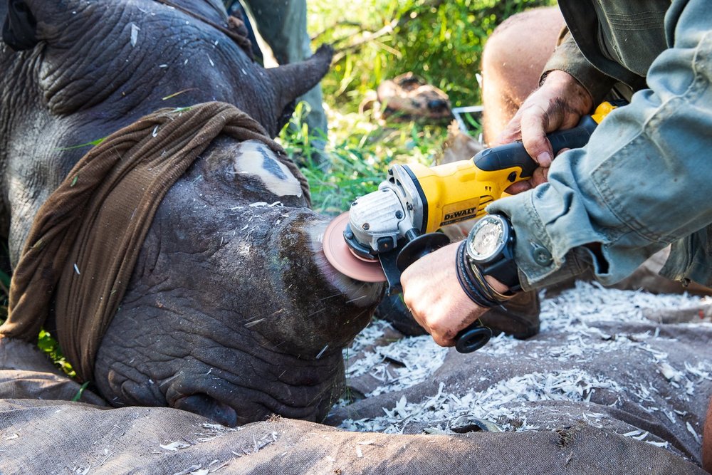 RHINO POACHING & DEHORNING IN KZN — Wild Tomorrow