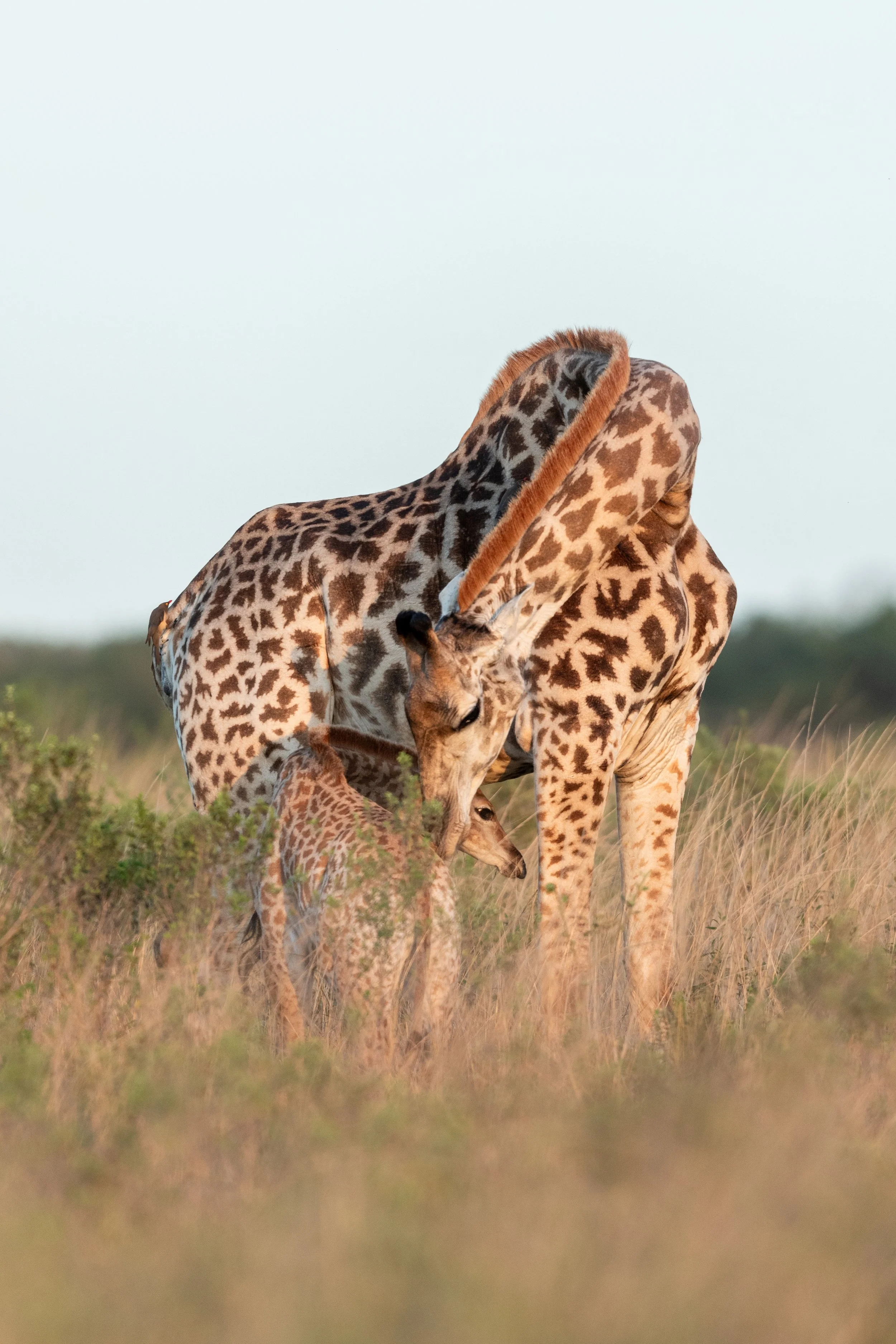 GIRAFFE BABYSITTING — Wild Tomorrow