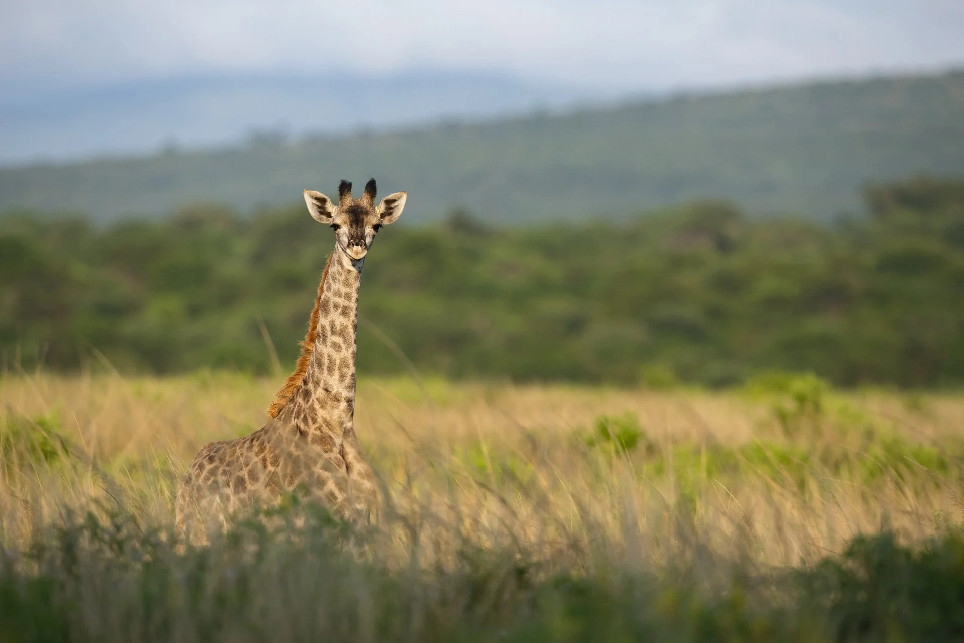 CELEBRATING ANOTHER YEAR AS A DECLARED NATURE RESERVE — Wild Tomorrow
