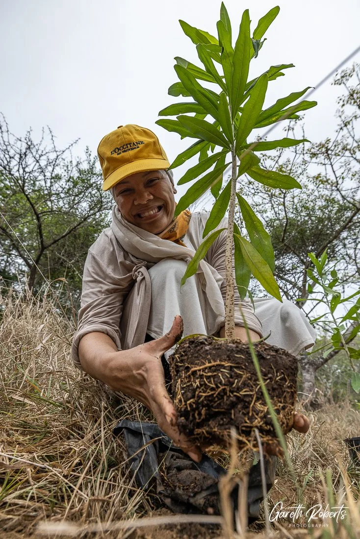 PLANTING BEGINS AT UKUWELA'S SAND FOREST — Wild Tomorrow
