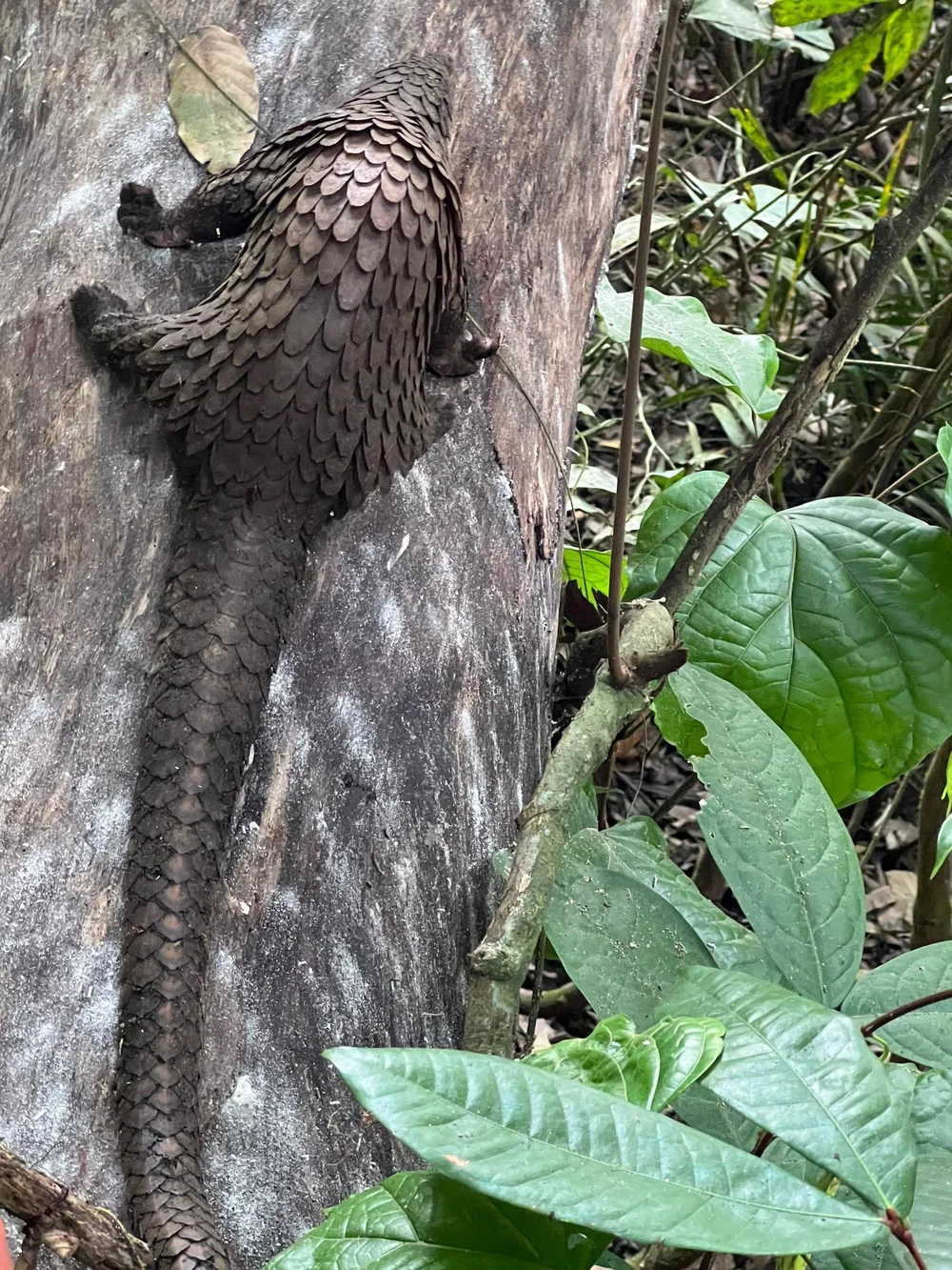 ADAMS CASSINGA: CONGO BASIN WILDLIFE WARRIOR — Wild Tomorrow