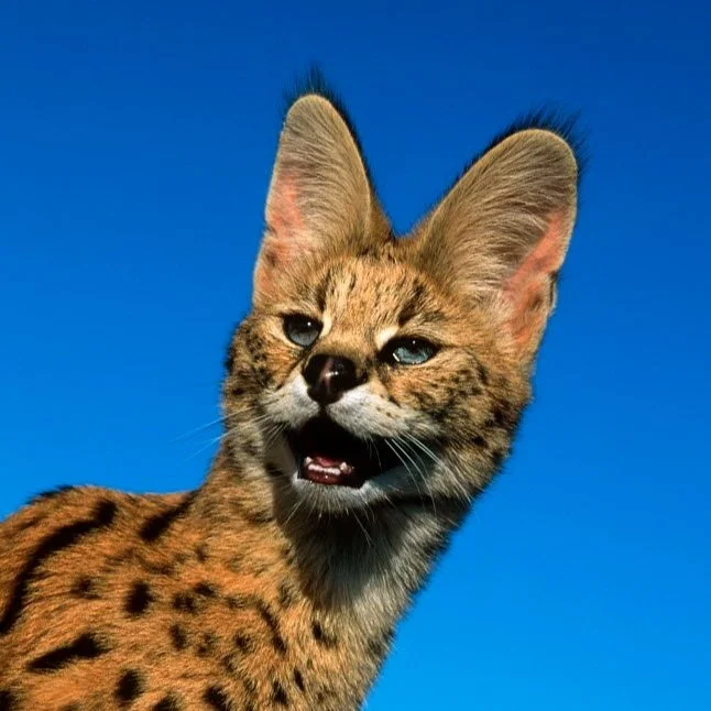 10 FUN FACTS ABOUT SERVALS — Wild Tomorrow