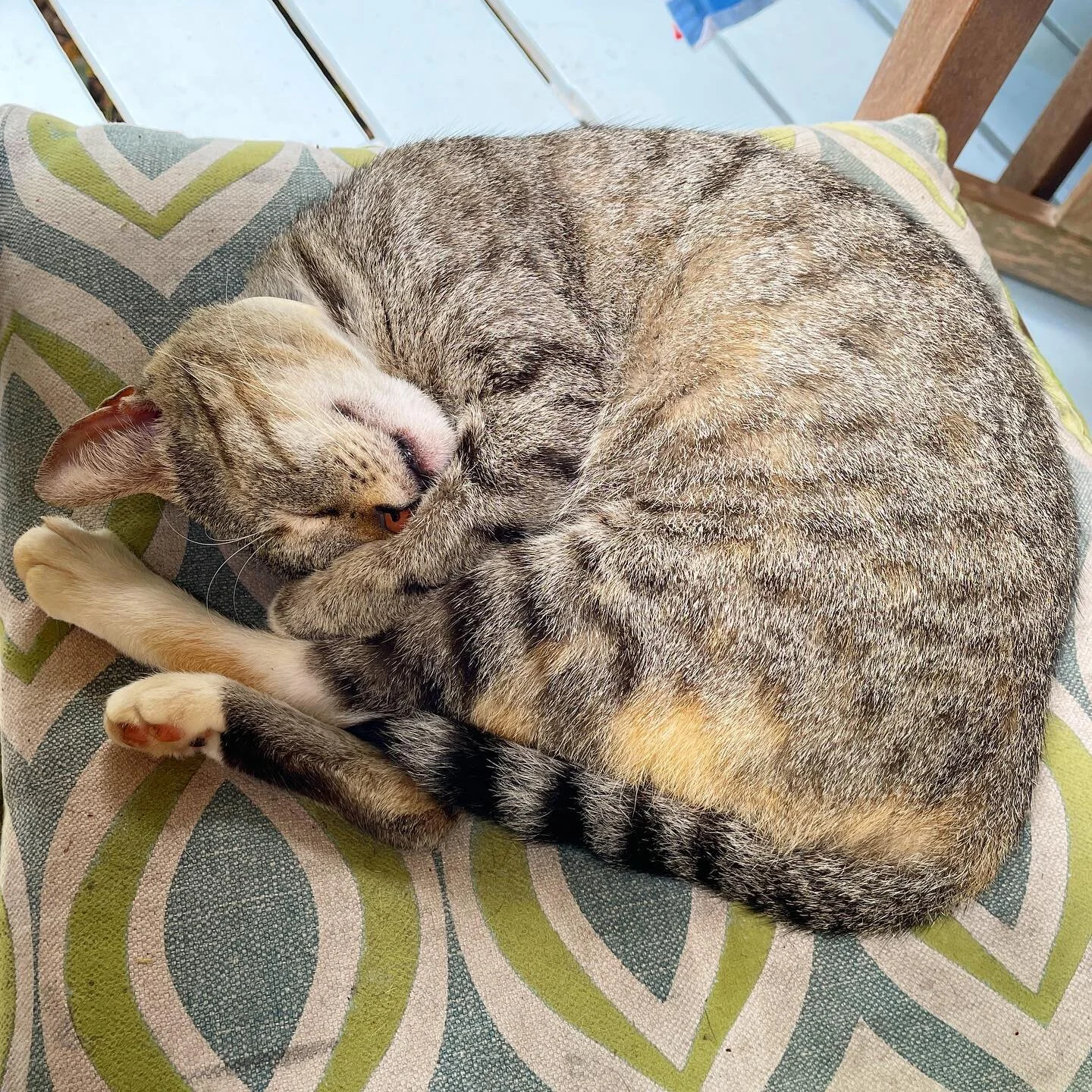 Gallery — Fig Tree Studio