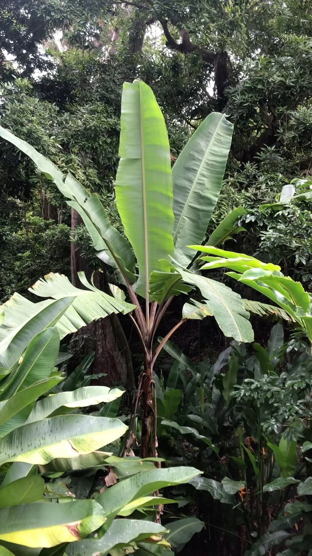 Gallery — Fig Tree Studio