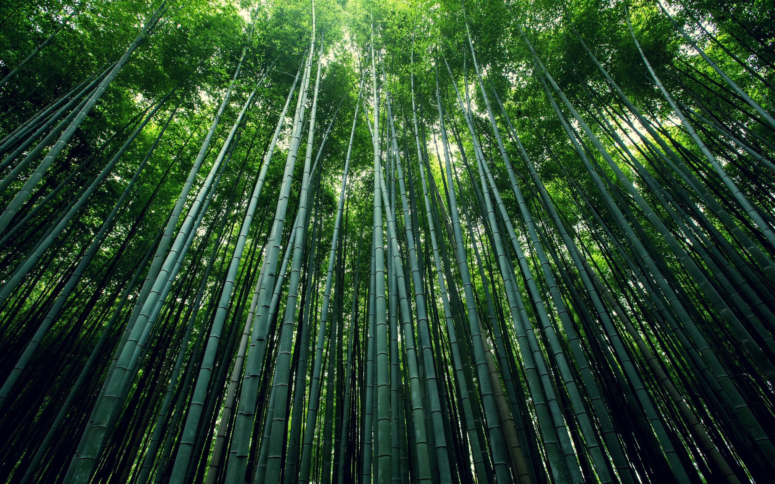 Varieties — Bamboo Valley
