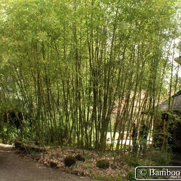 Running Bamboo — Bamboo Valley