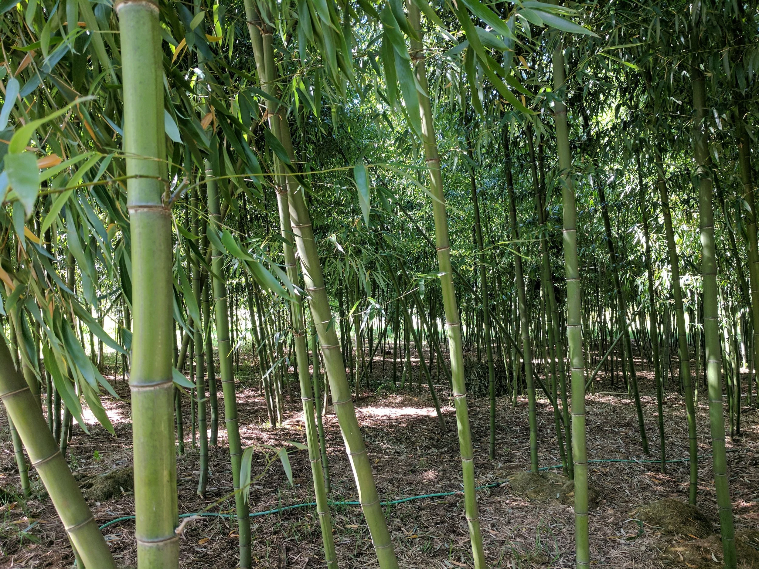 Bamboo Valley