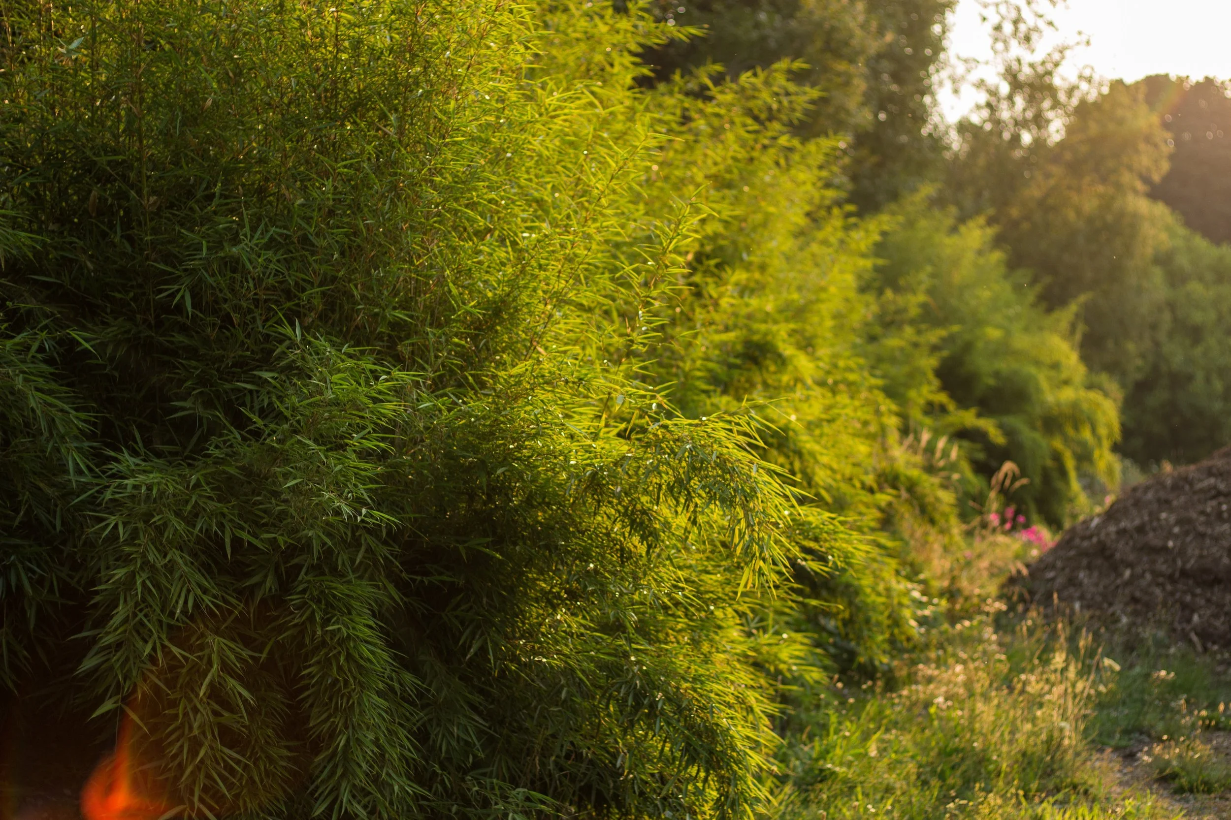 Varieties — Bamboo Valley