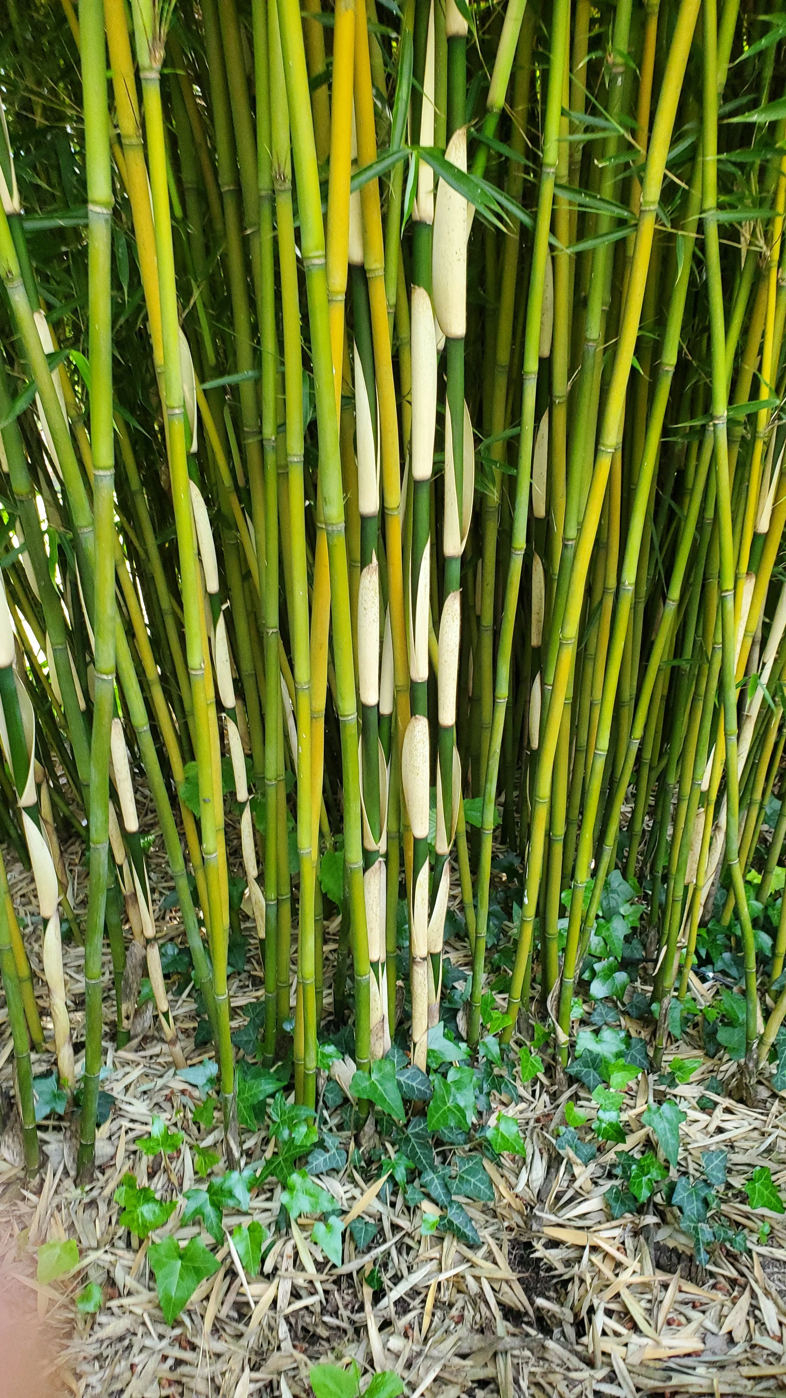 Clumping Bamboos — Bamboo Valley