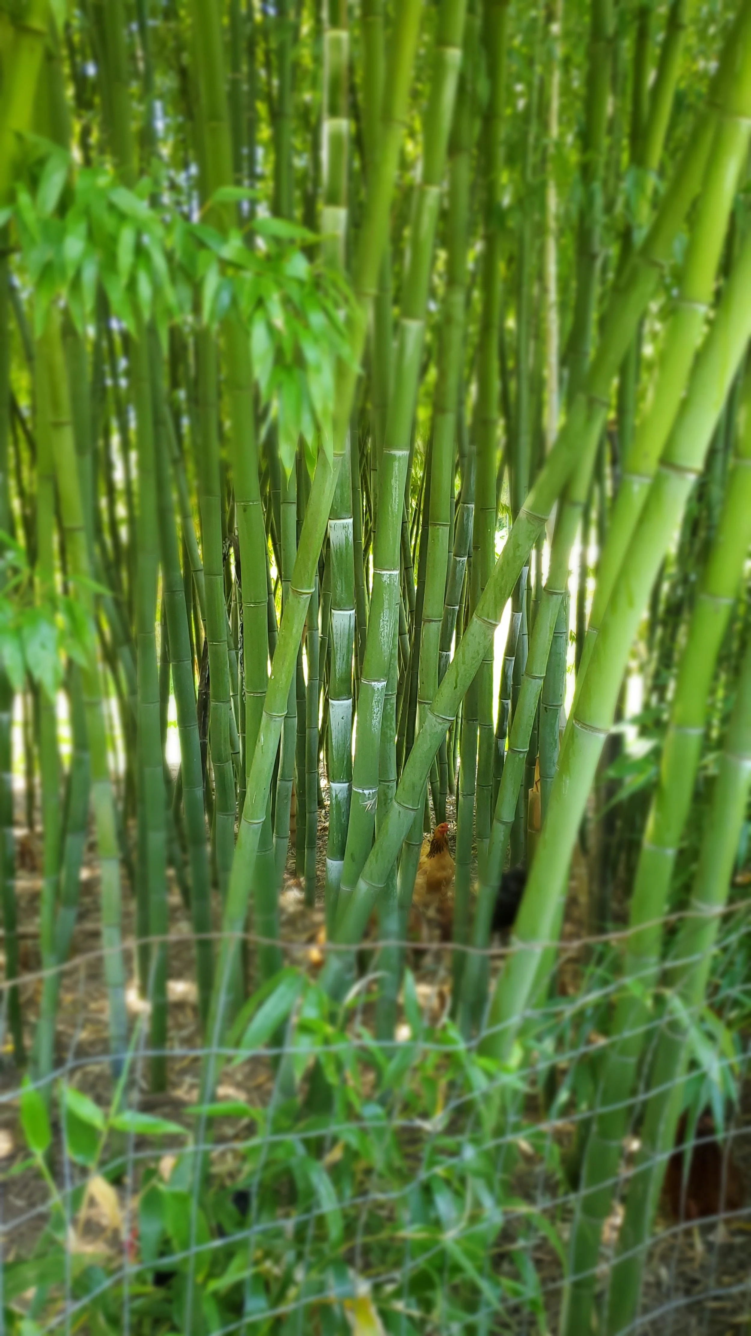Running Bamboo — Bamboo Valley