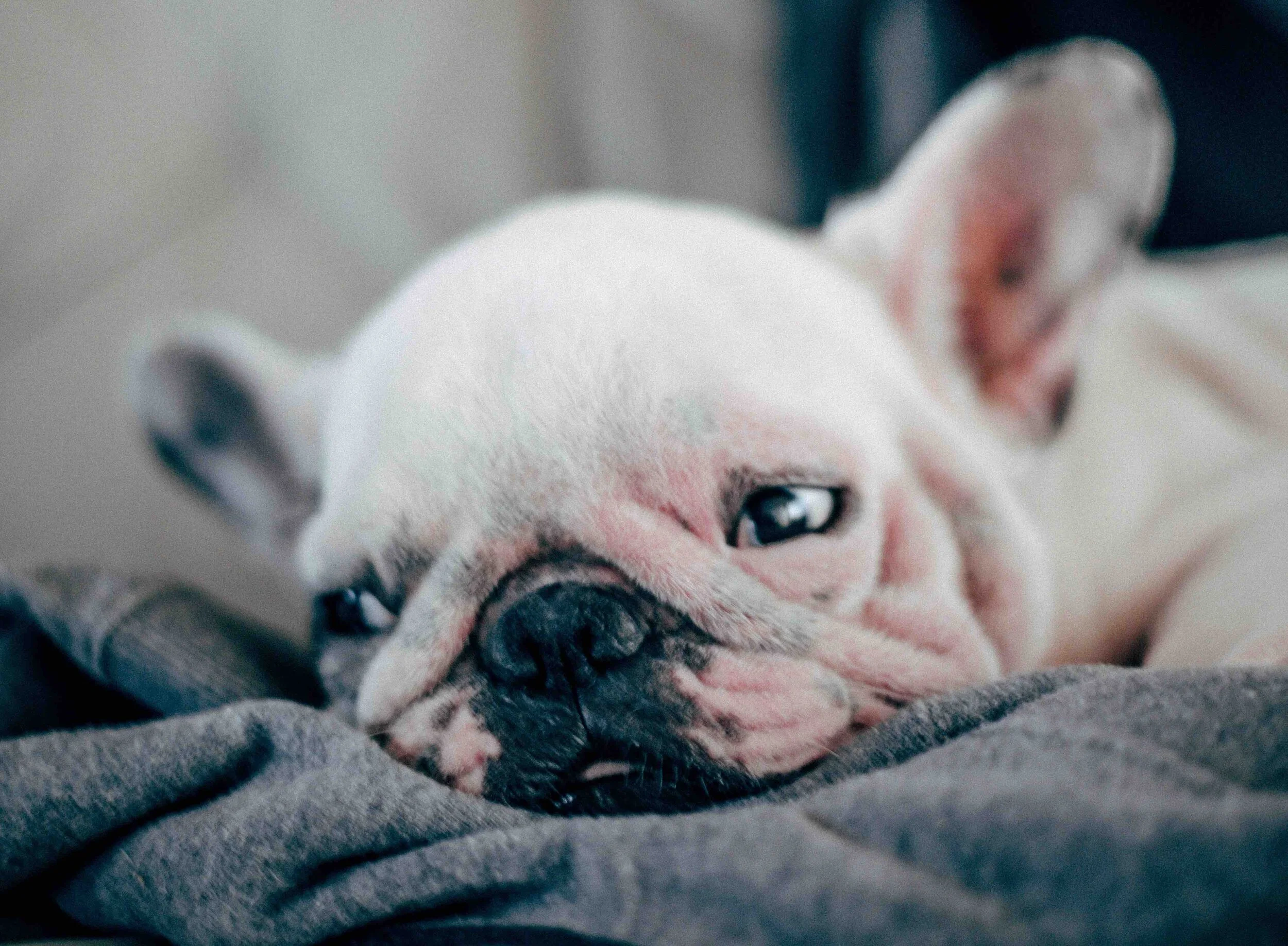 Law School Admissions Coaching — Anna Ivey Consulting