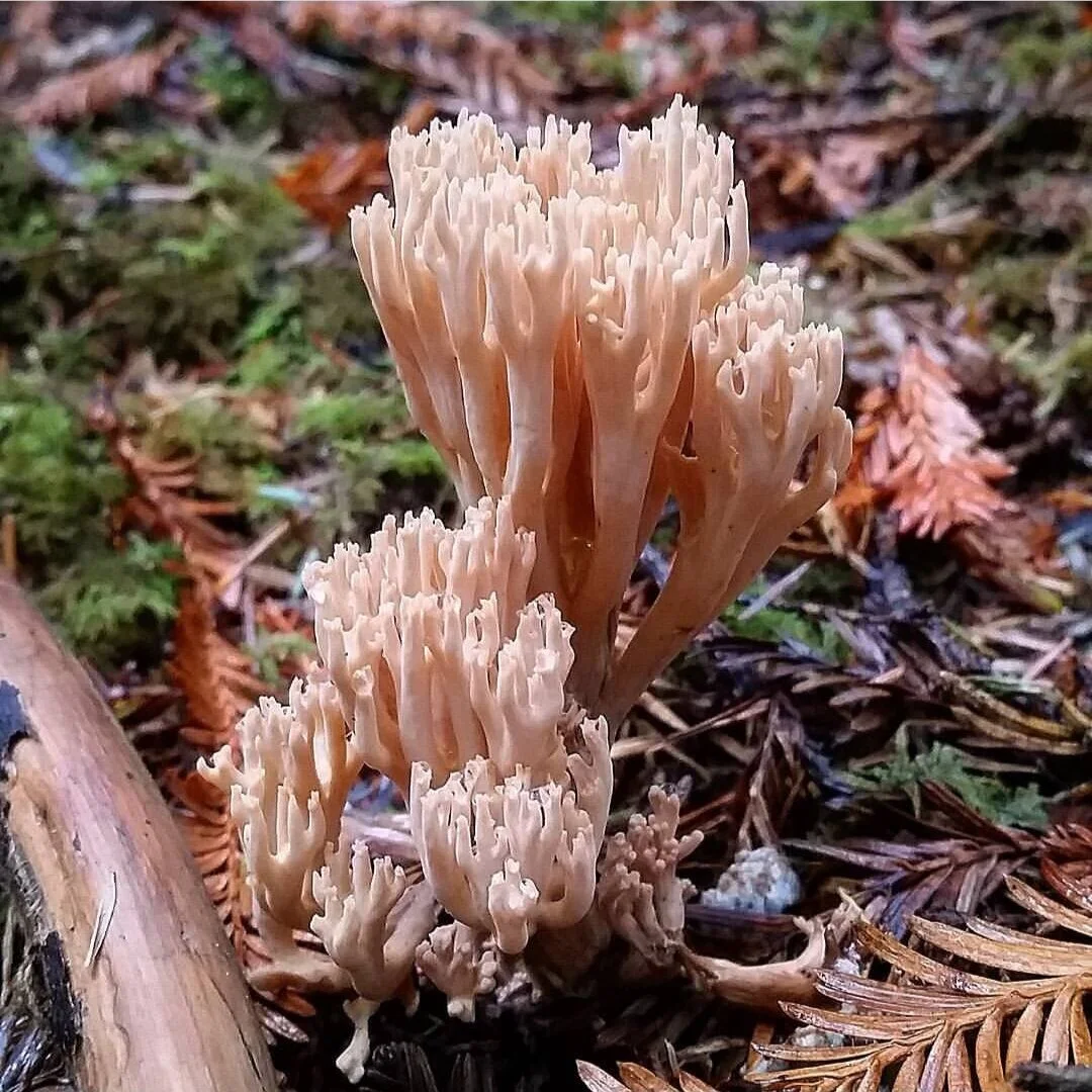 how to cook coral mushrooms