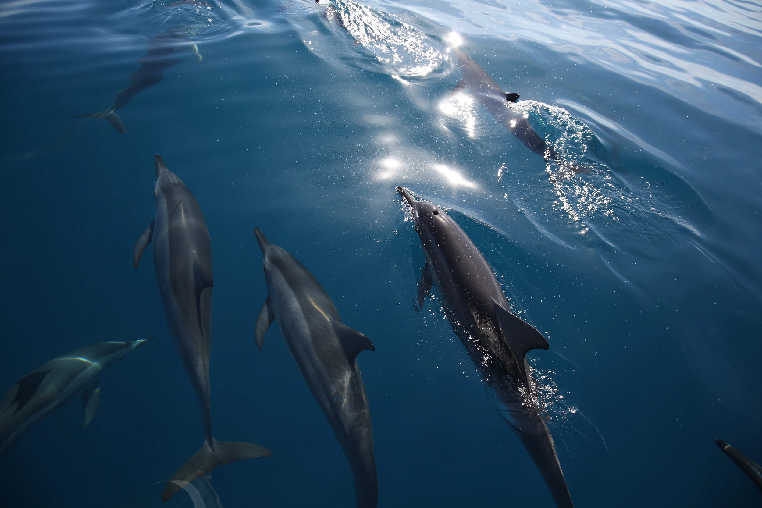 Tavarua Island Resort