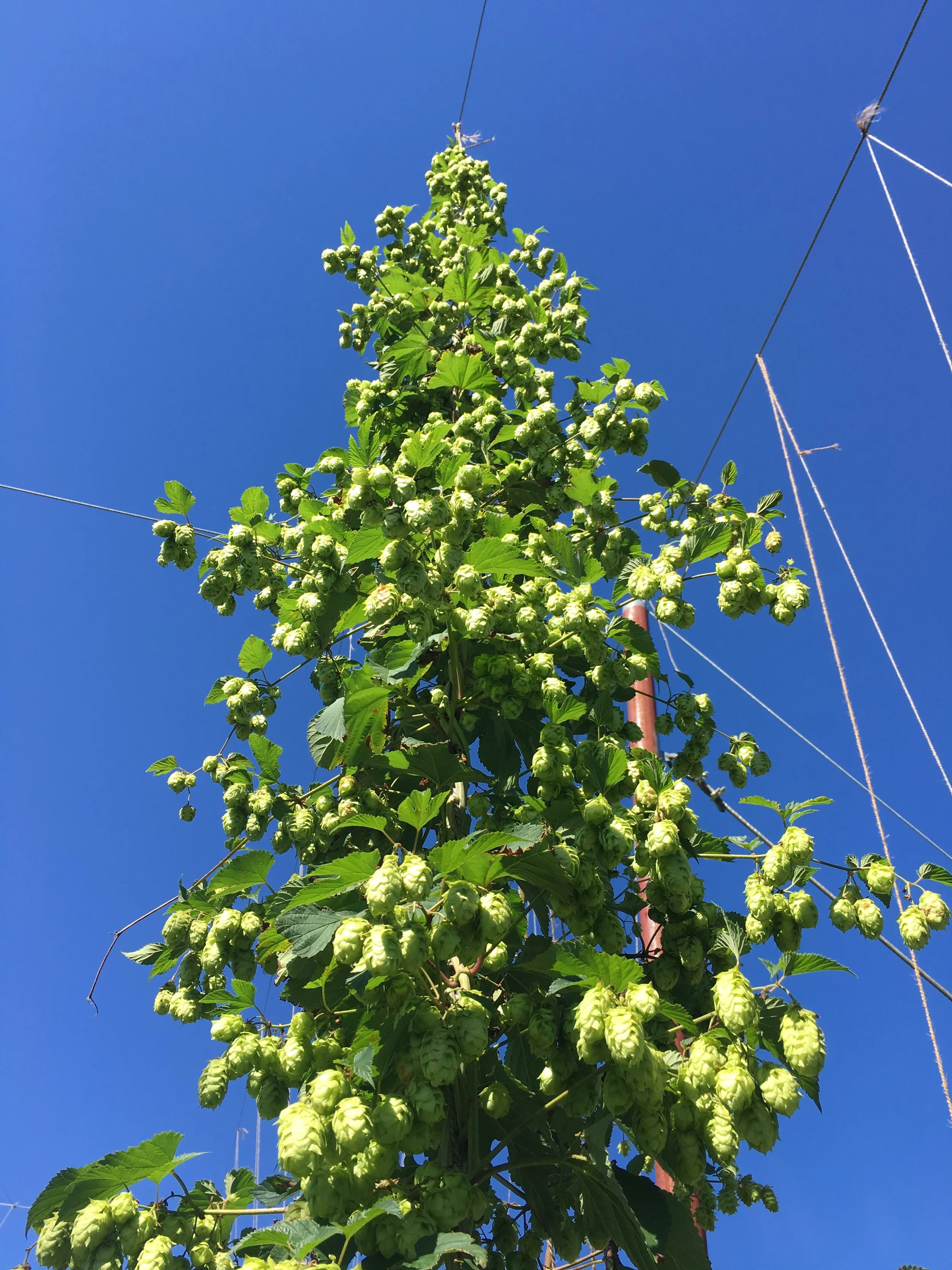 Ryefield Hops