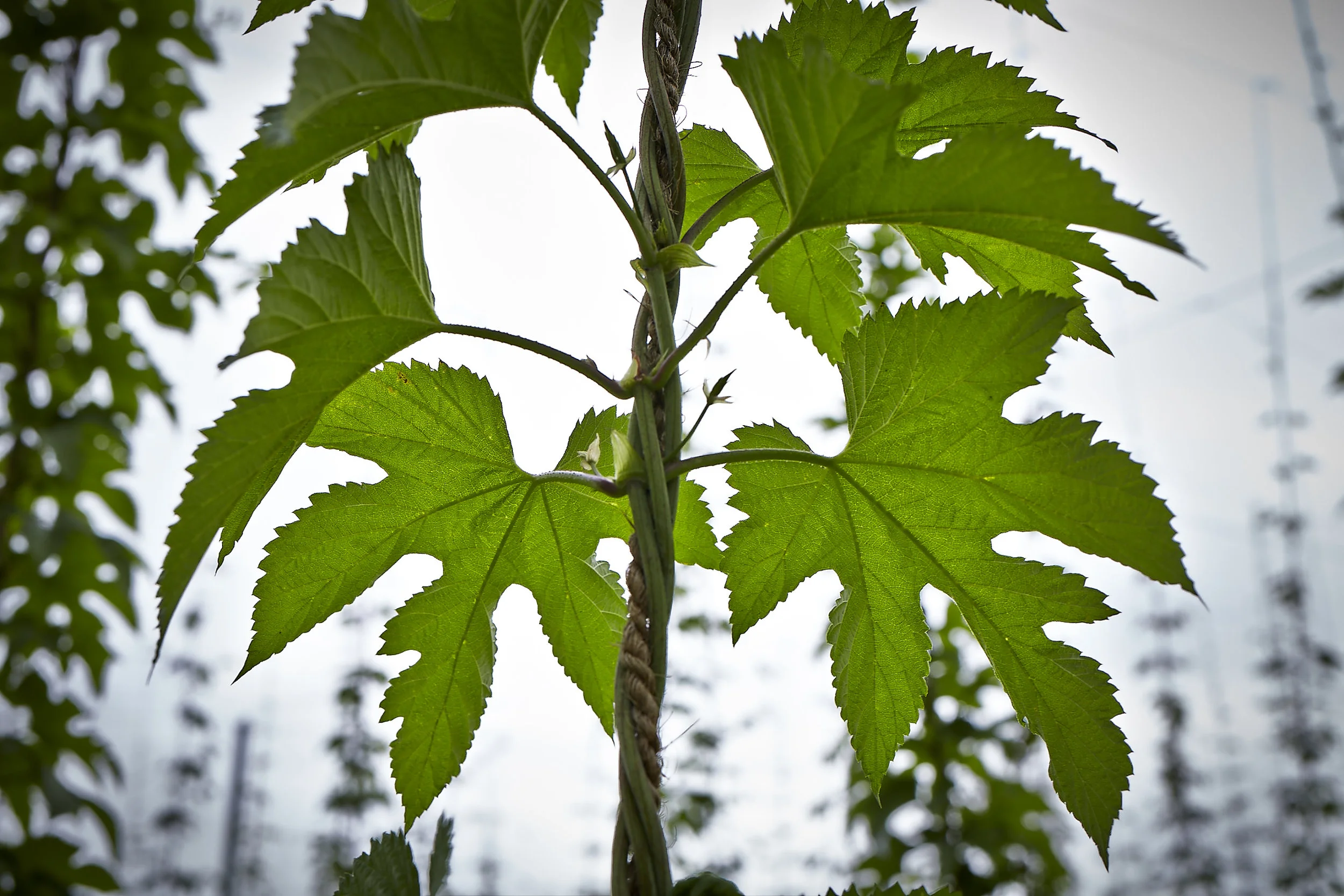 Ryefield Hops