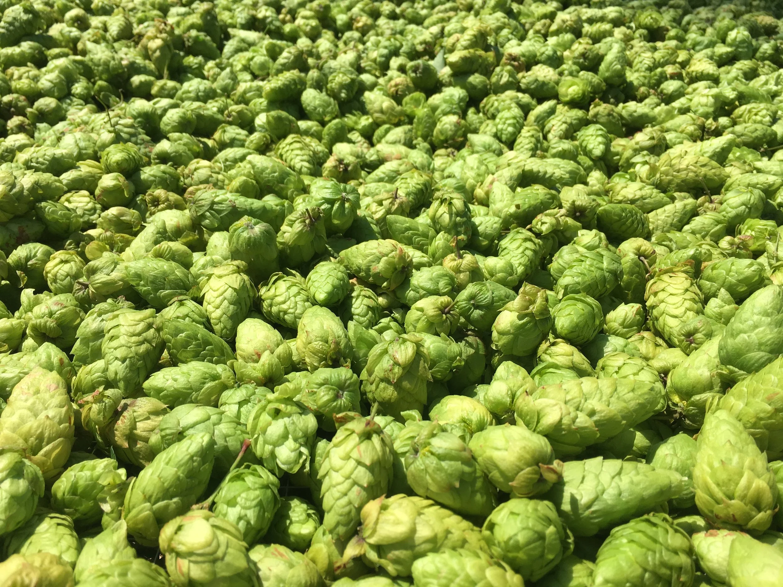 Ryefield Hops, Bemboka NSW