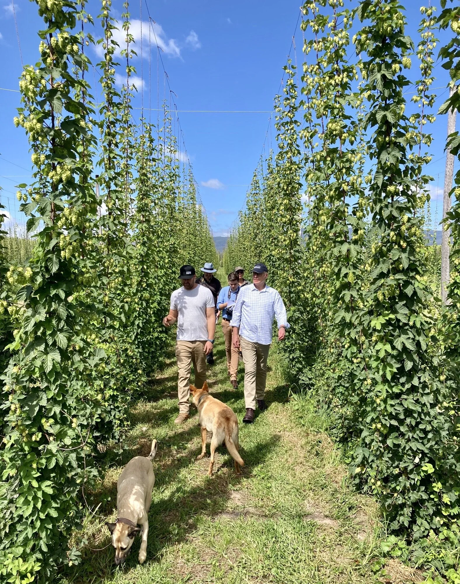 Hops grown in NSW for craft breweries and homebrewers. — Ryefield Hops