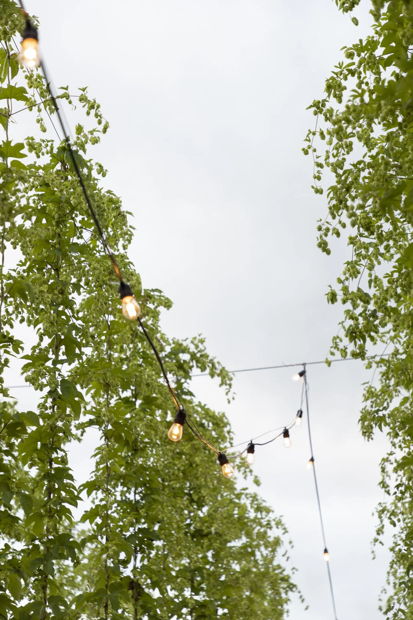 Dine in the bines — Ryefield Hops