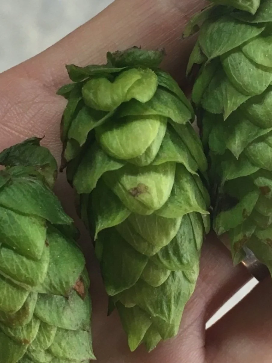 Hops grown in NSW for craft breweries and homebrewers. — Ryefield Hops