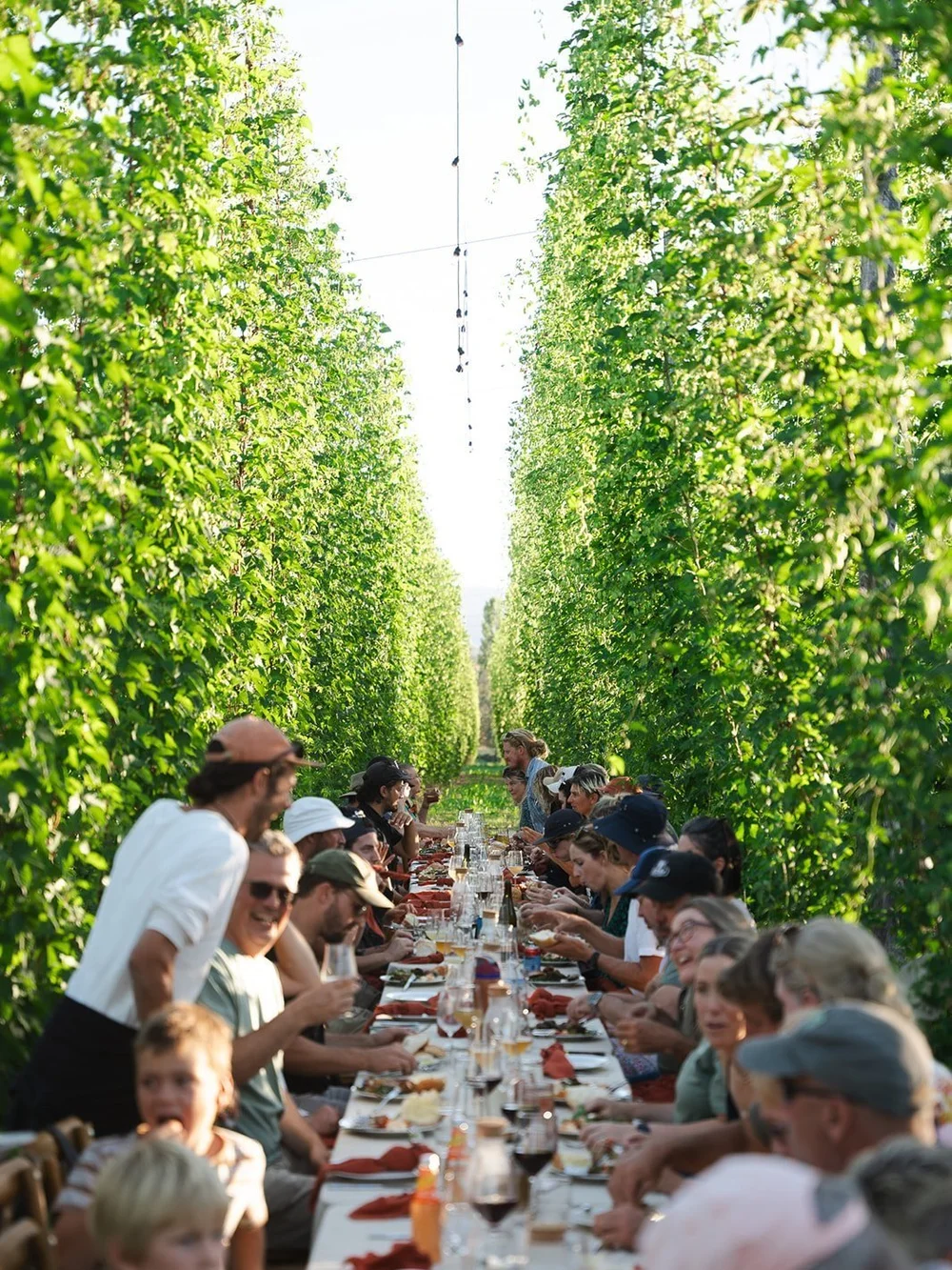 Ryefield Hops, Bemboka NSW